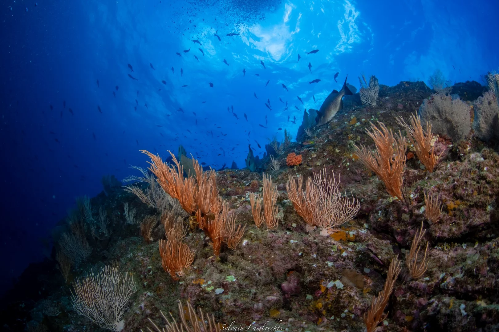 What Is The Blue Zone In Costa Rica? - Freediving Uvita